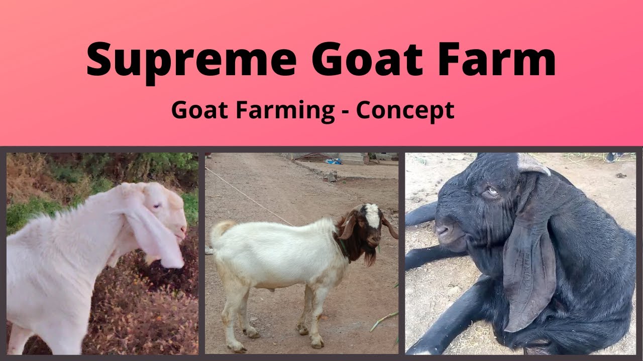 Introduction to Farm | Supreme Goat Farm Concept & Goat Farming ...