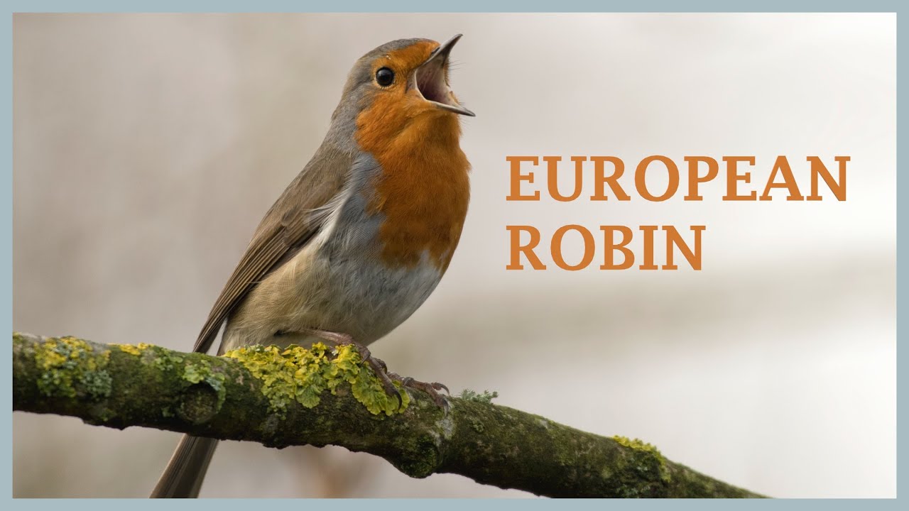 Robin bird singing with passion. English robin bird call and sound ...