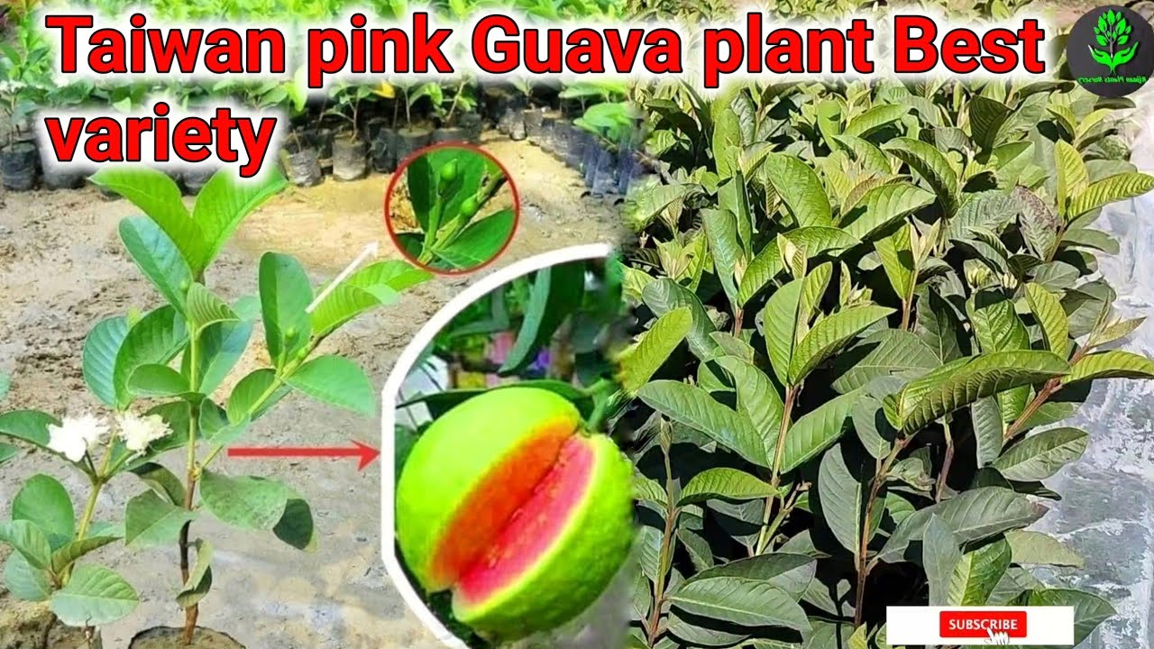Taiwan pink guava Plant Best variety || #Taiwan_pink_Guava || Plant ...