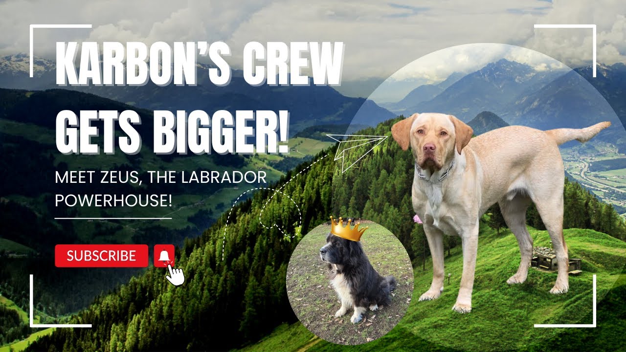 🐾 Karbon’s Crew Gets Bigger! Meet Zeus, the Labrador Powerhouse! 💥🐶 ...