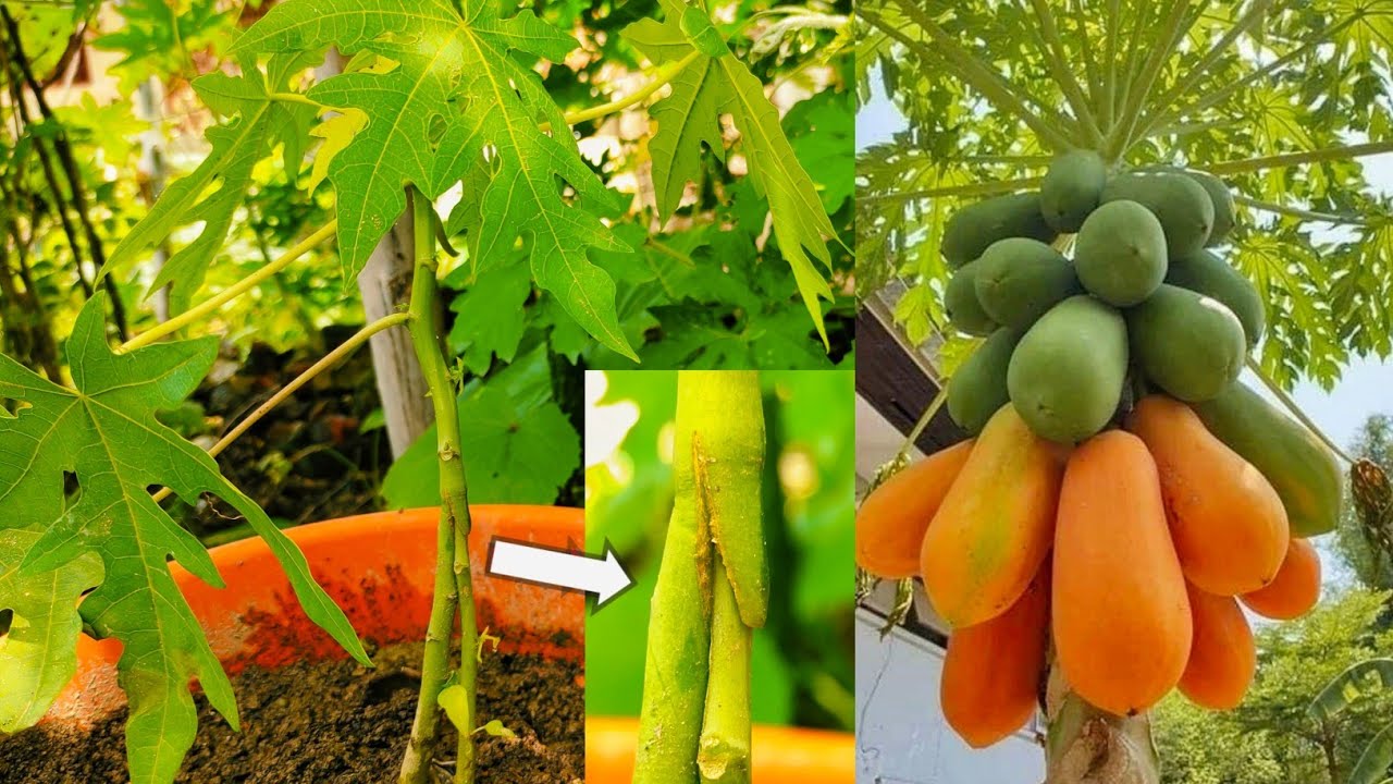 Grafting papaya tree on 2 Root stock/this is a tutorial step by step ...