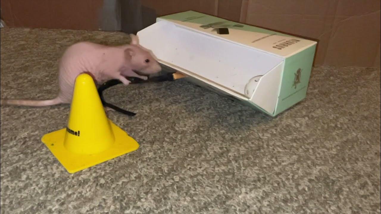 Fun Tricks with my Hairless Rat Tofu - Part 1! - YouTube
