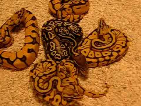 mojave bumblebee ball python - YouTube