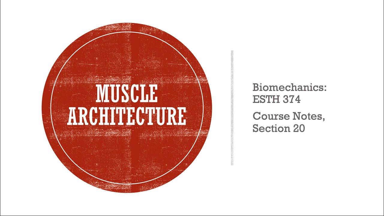 Muscle Architecture - YouTube