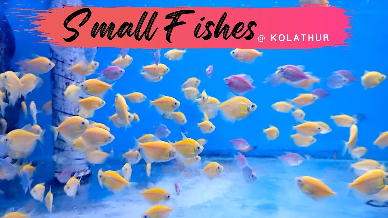 Kolathur Fish Market | Small Fishes in Kolathur | RV Fish Tank - YouTube