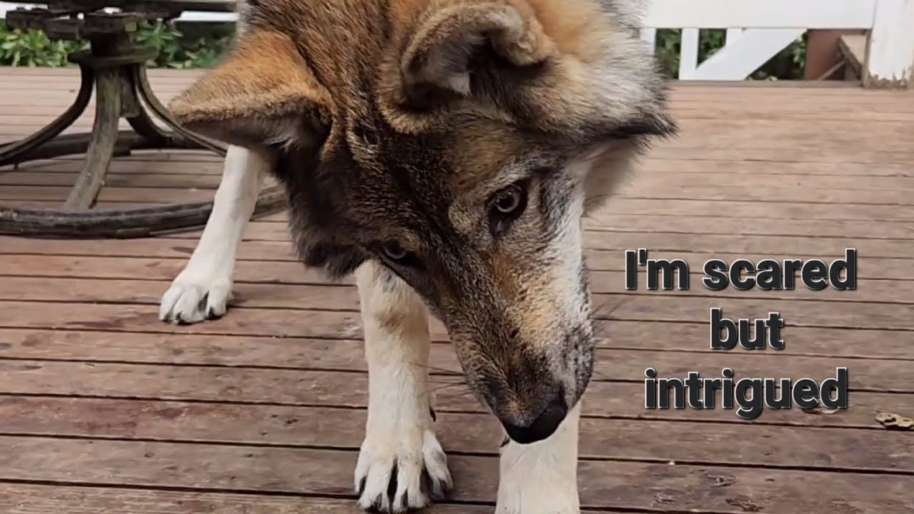 Wolf Hybrid Memes Funny 57 Dog Memes You'll Laugh At Every Time
