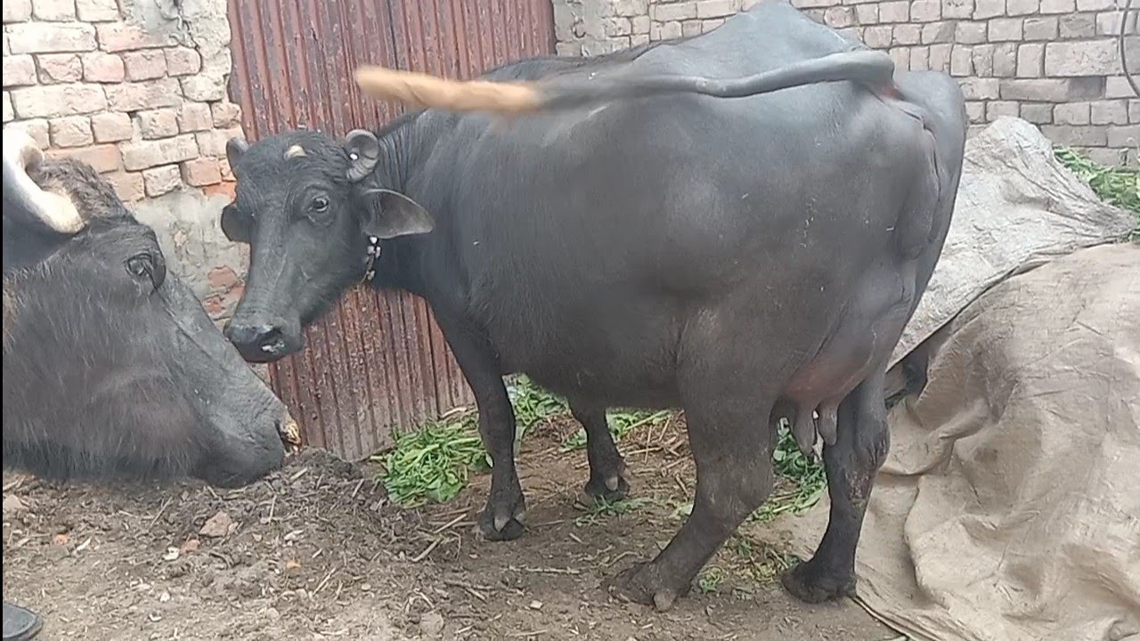 03226977283,,,,6,,,1,,,,2025 - YouTube