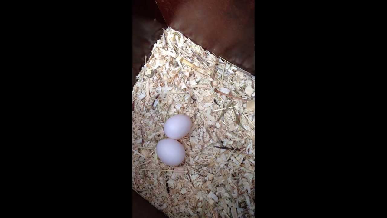 Kookaburra eggs - YouTube