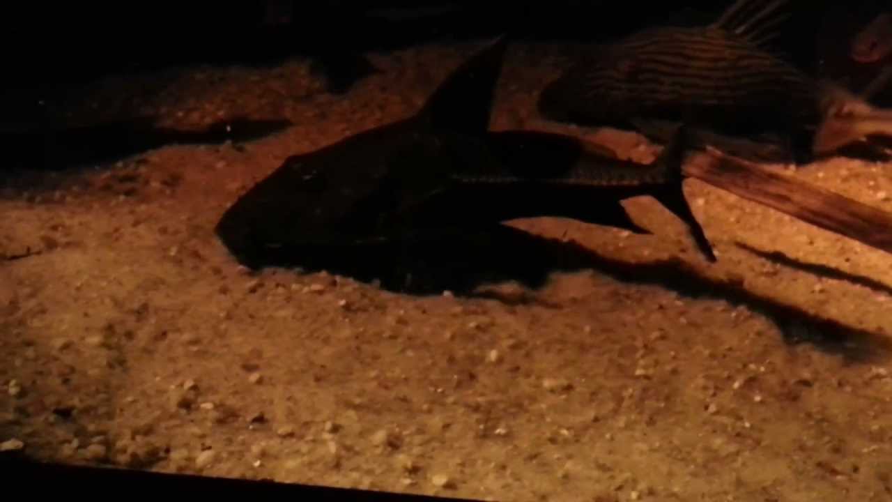 Oxydoras (Pseudodoras) niger - YouTube