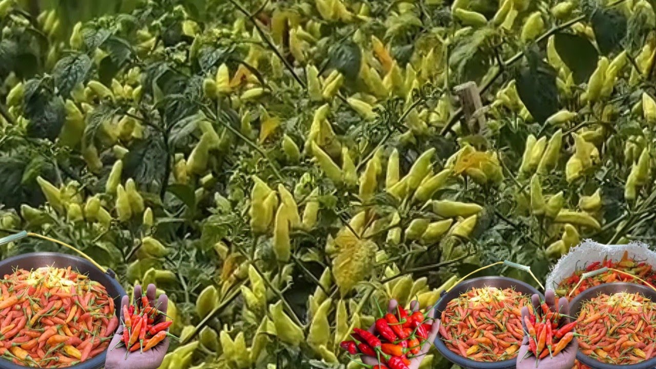 Tanaman Cabai Rawit Tersubur Ribuan Buah Cabai KALIBER - YouTube