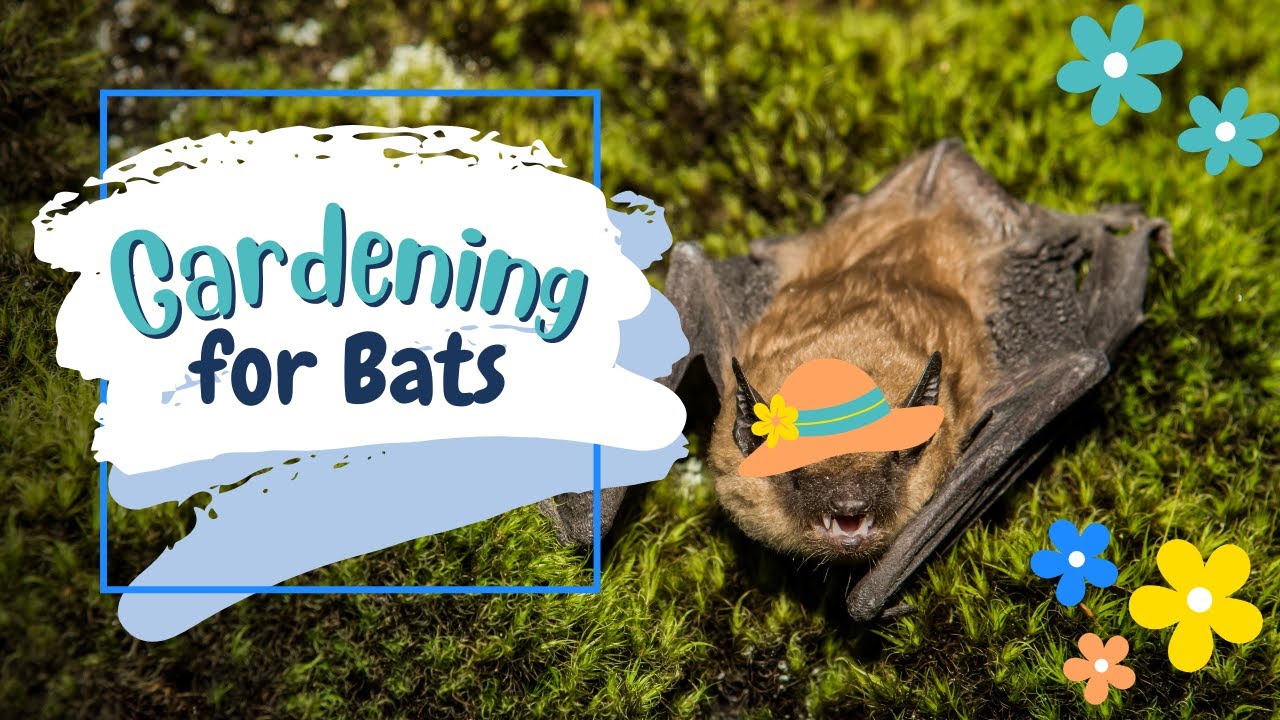 Gardening for Bats - YouTube