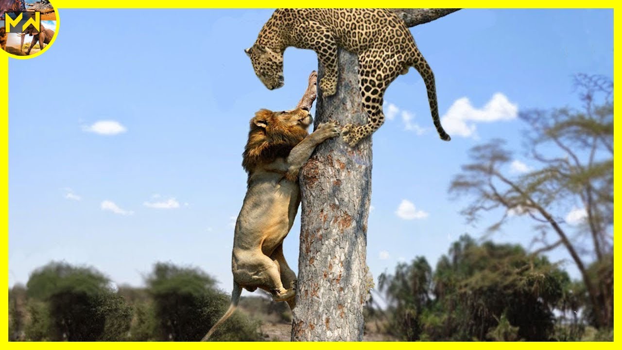 Top 15 Strongest And Sharpest Predators - YouTube