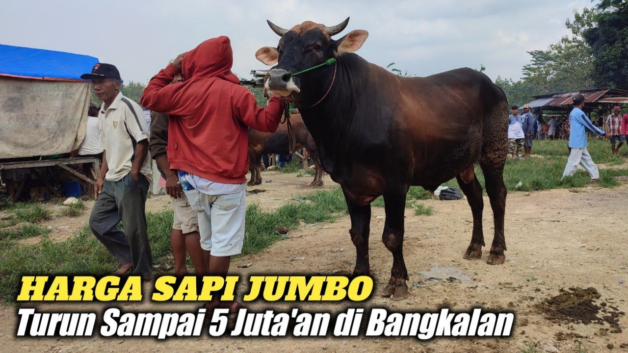 Sapi Madrasin super turun harga sampai 5 juta di pasar tanah merah ...