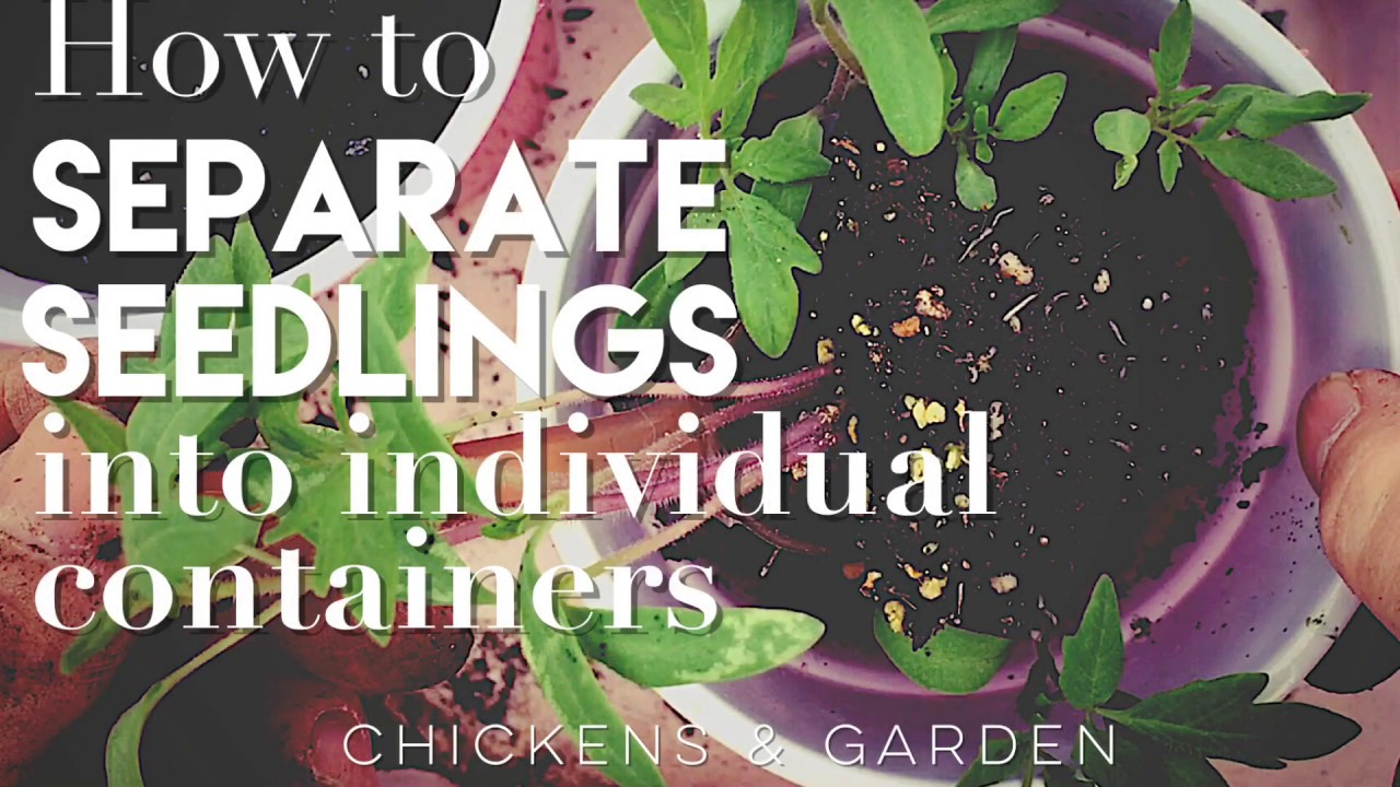 How to Separate Seedlings Into Individual Containers | Make Plant ...