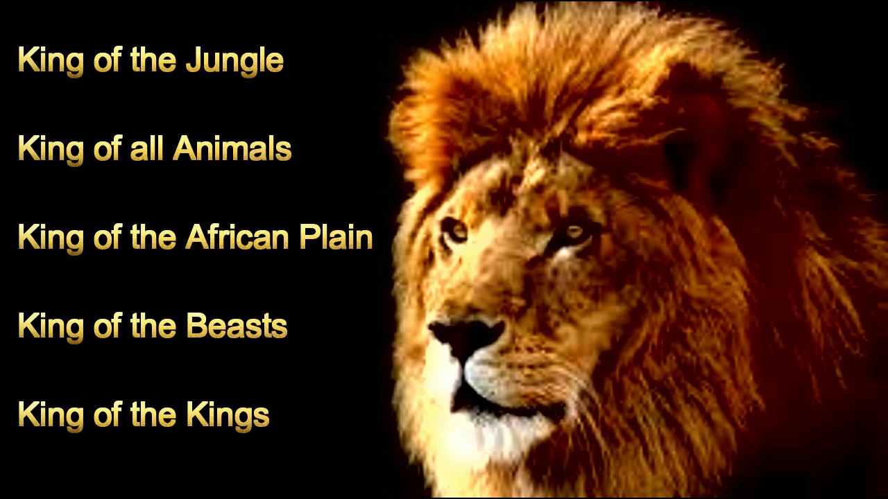 Best Of Angry Lion attacks - GRAPHIC CONTENT - YouTube