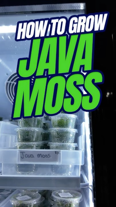 How to Grow JAVA MOSS | How to Tell When Java Moss is Growing in ...