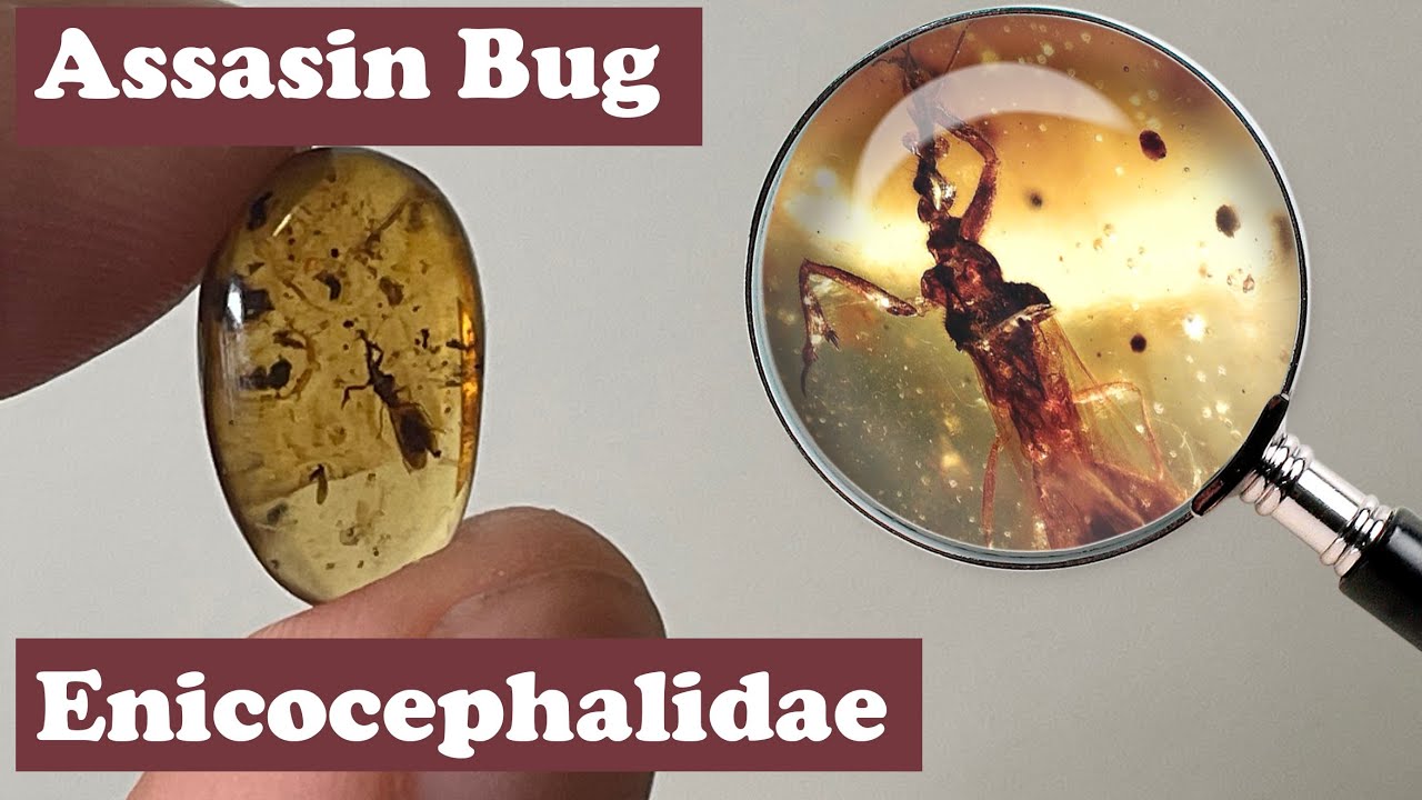Enicocephalidae - Ancient Assasin Bug in Amber - YouTube