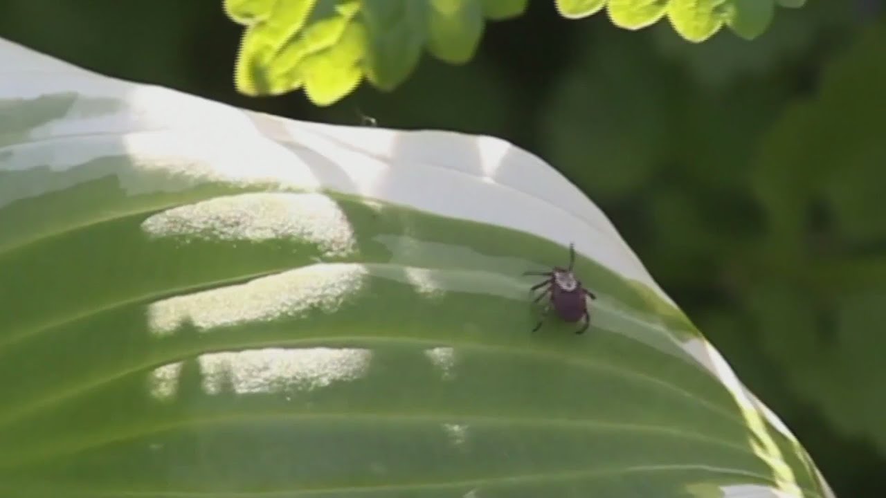 Local doctor explains best ways to prevent, treat tick bites and poison ...
