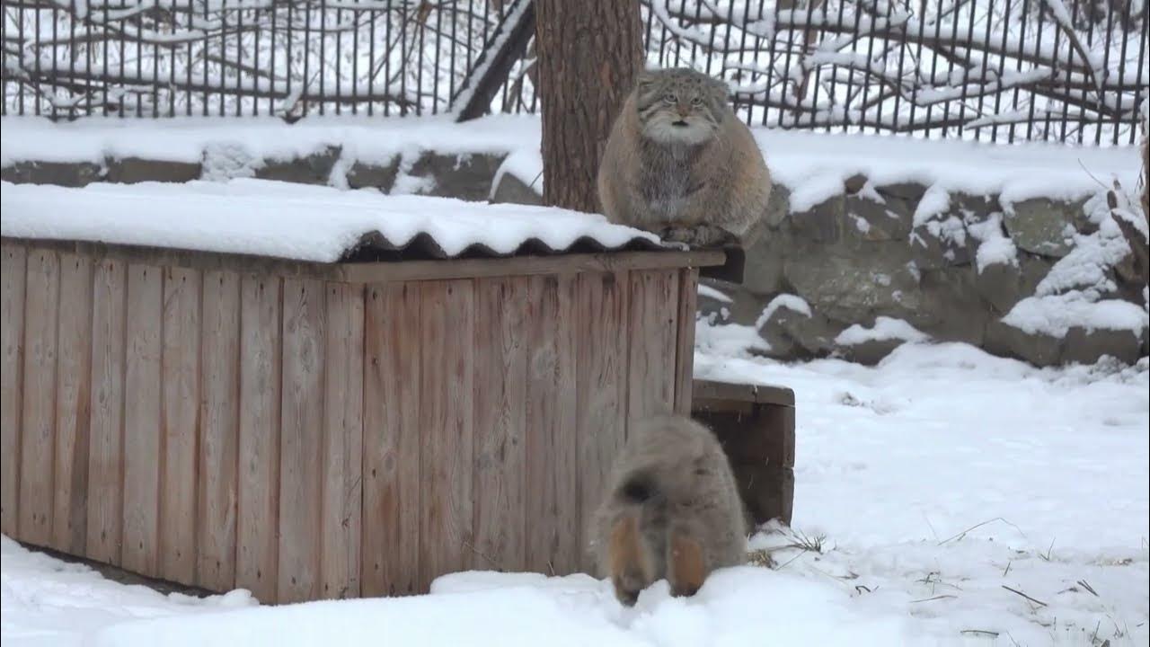 Котенок Снежинка с мамой Мией. 11.11.2022 - YouTube