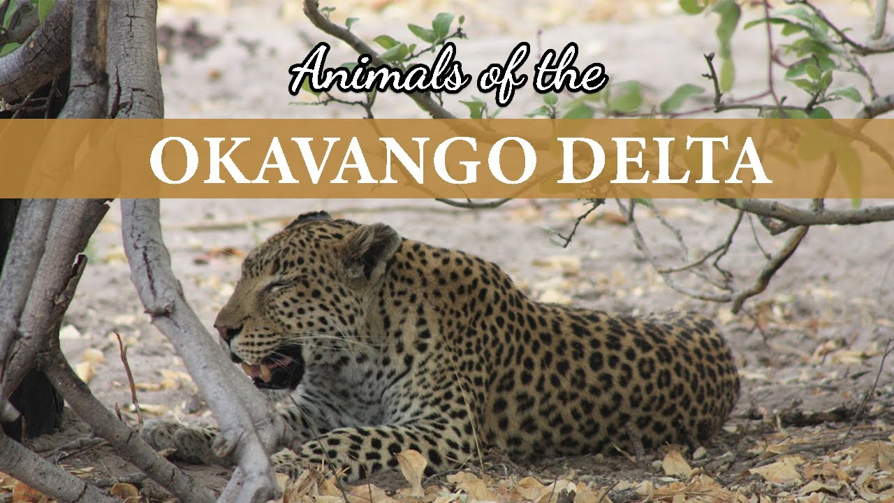 Animals of the Okavango Delta, Botswana - What you'll see on safari ...