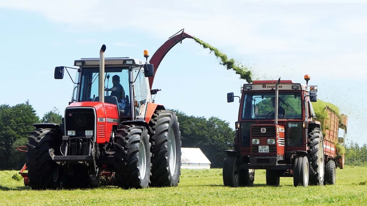 Massey Ferguson 3680 in the field chopping grass w/ Taarup 605B Forage ...