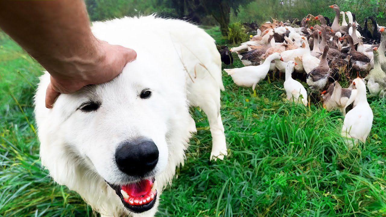 My Guard Dog's Name is Toby (And I love him.) - YouTube