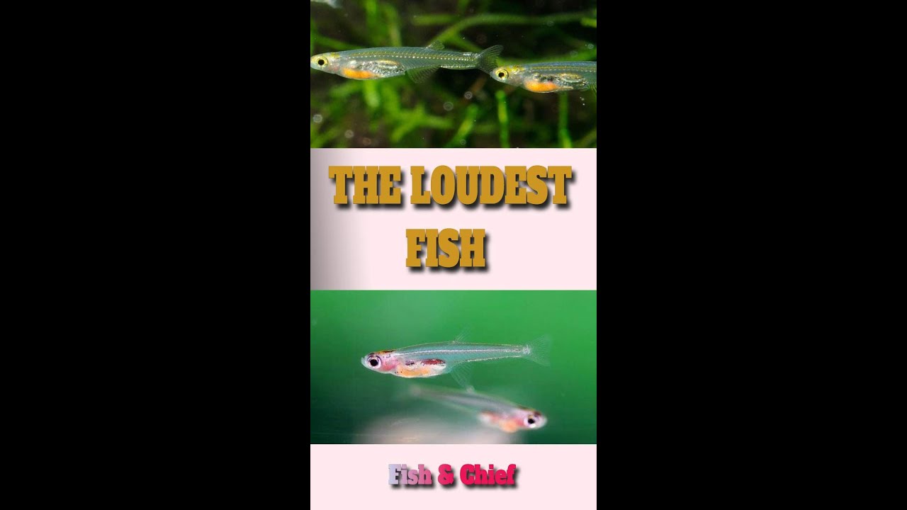 Loudest Fish - YouTube