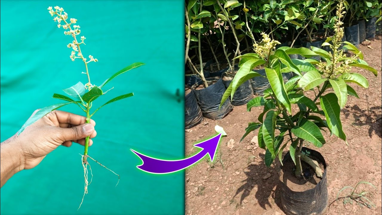 New unique method to grow mango tree from mango branches - YouTube