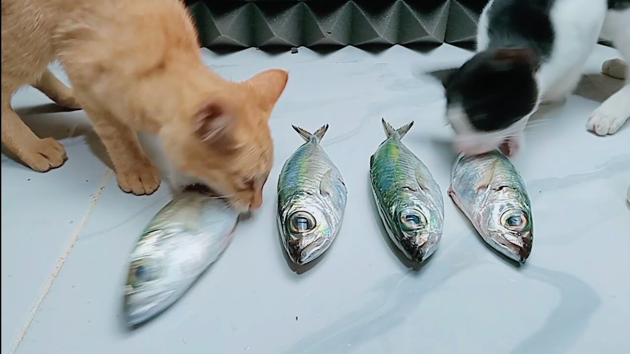 Animal asmr : two kittens fighting over raw fish - YouTube