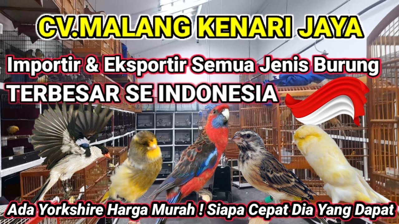 GROSIRAN KENARI YORKSHIRE & BURUNG IMPORT Lainya Terbesar Se Indonesia ...