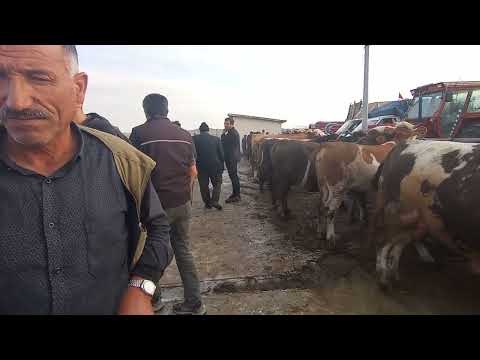 ÇORUM SUNGURLU HAYVAN PAZARI BÜYÜKBAŞ 1. BÖLÜM 15 HAZİRAN 2023              MURAT GÜRGİL