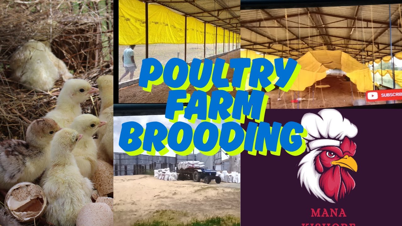 How to Set Up the Perfect Brooder for Day-Old Chicks - YouTube