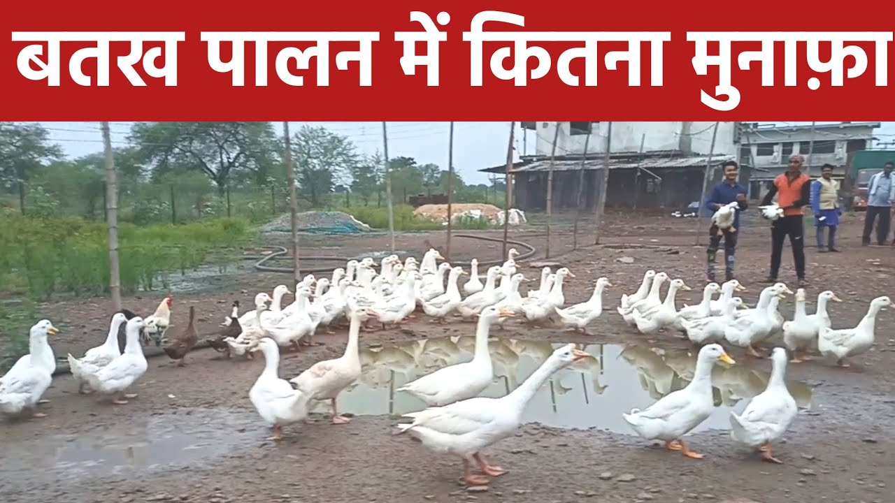 Batakh Palan kaise karen।।बतख पालन कैसे करें। How to start duck Farming ...