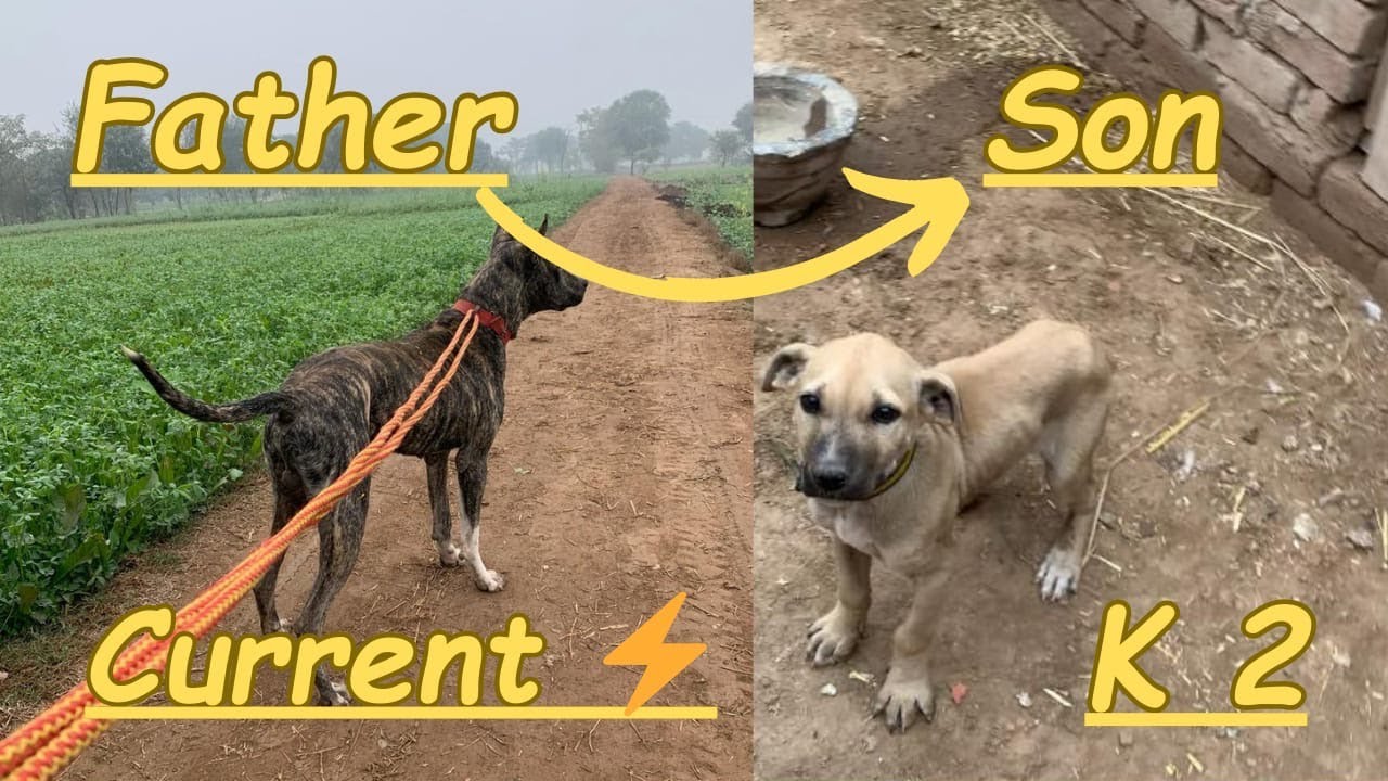 Gultair dog current ka puppy || Current ki breed || Gultair dog - YouTube