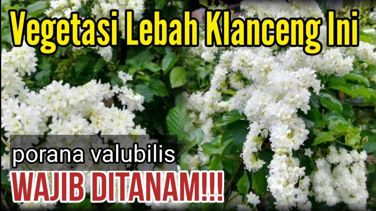 Wajib Ditanam Bunga Vegetasi Lebah Klanceng Trigona Ini - YouTube