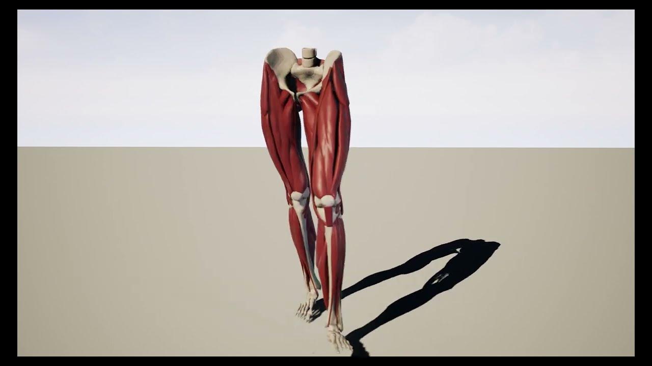 Houdini 19 Muscle simulation - YouTube