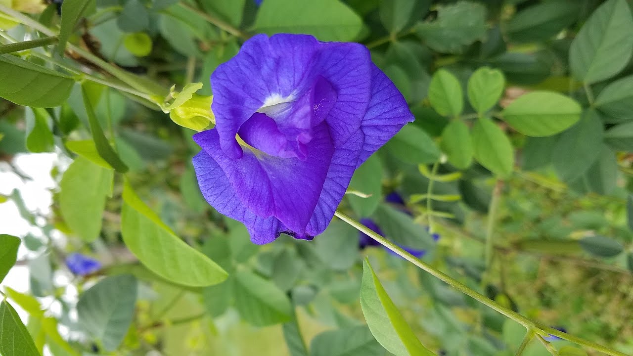 Blue Butterfly Pea Vine climbing up a Jatropha Tree Part 1 (Double ...