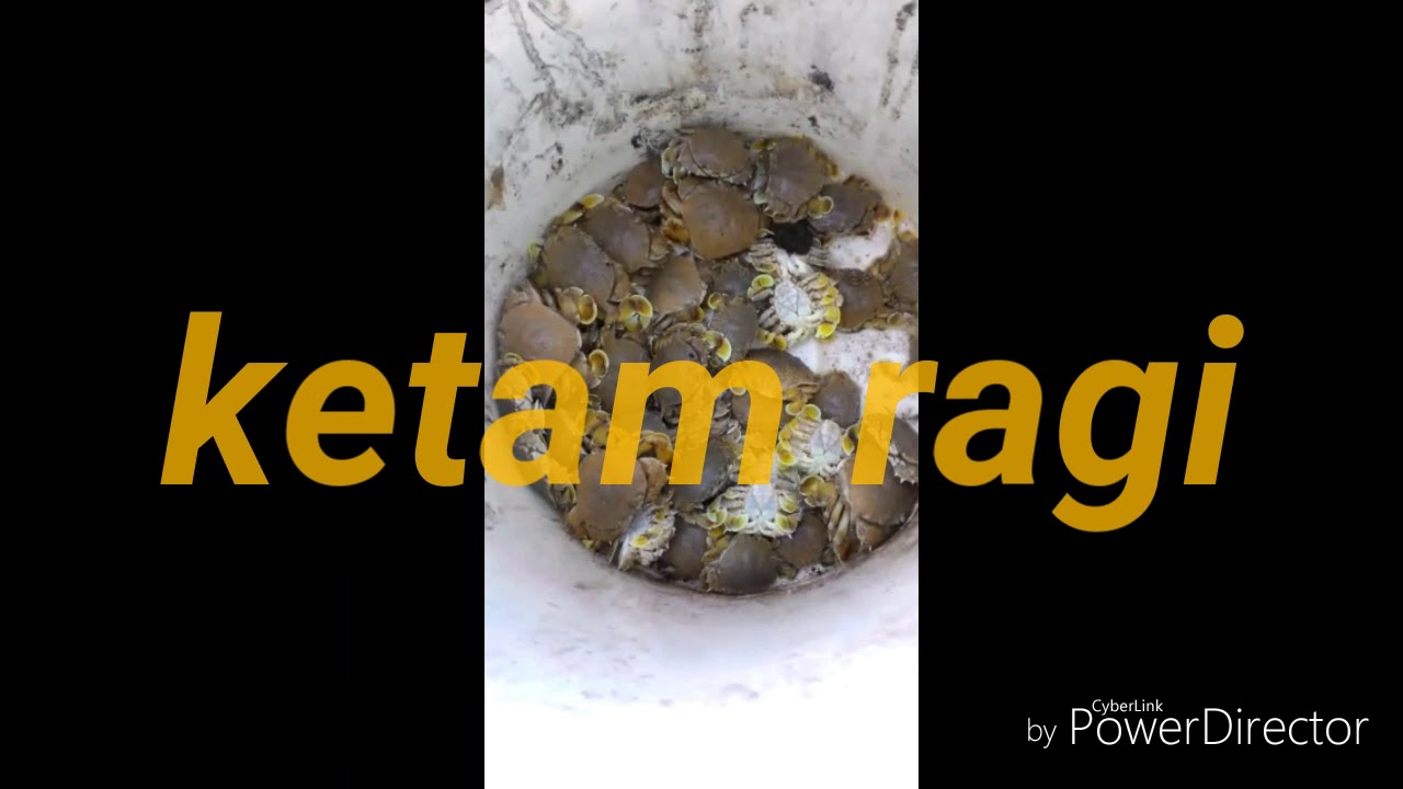 Ketam ragi baby crab - YouTube