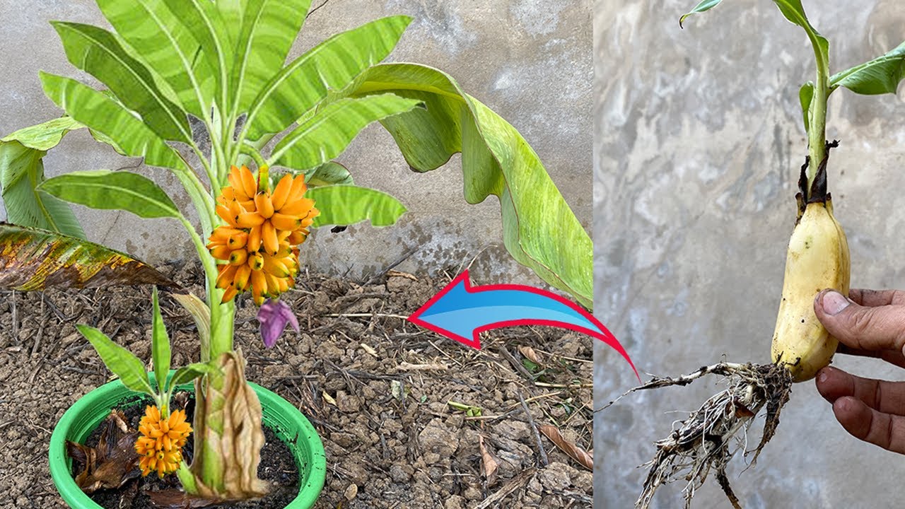 Skill Propagation Banana Fruit Make a lot of Banana Fruit-how to graft ...