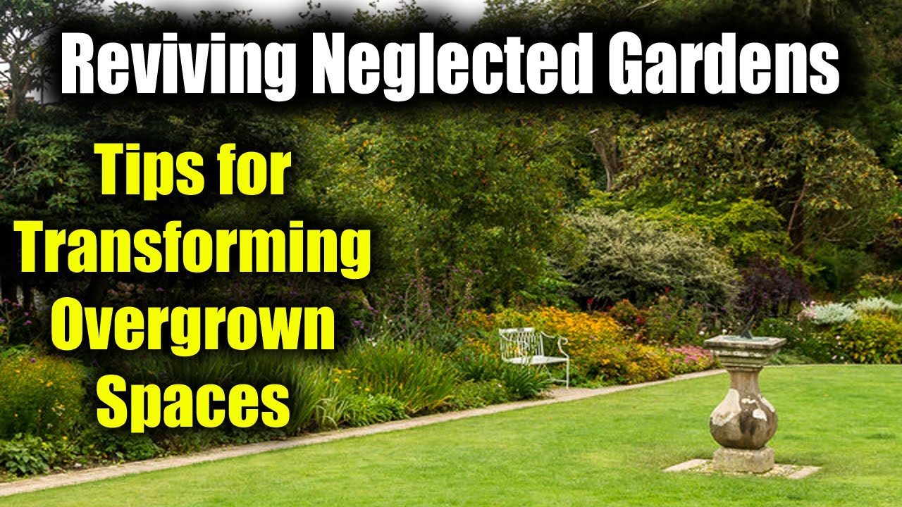 Reviving Neglected Gardens: Tips for Transforming Overgrown Spaces ...