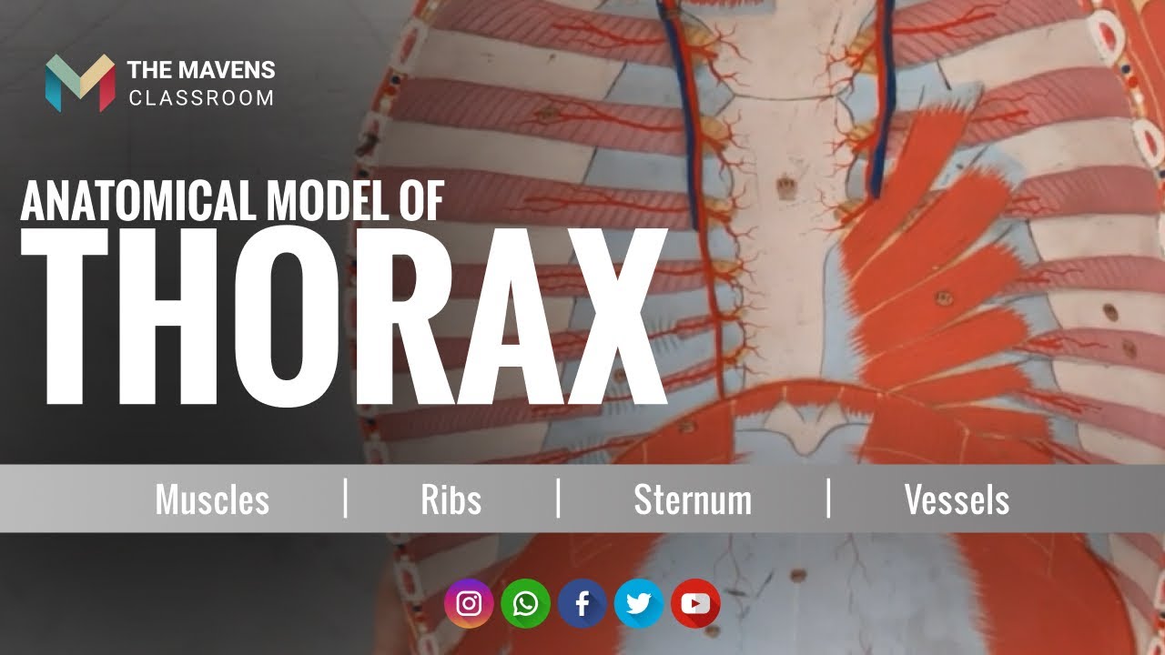 Anatomy of Thoracic wall | Ribs | Vessels | Sternum | OSPE | The Mavens ...
