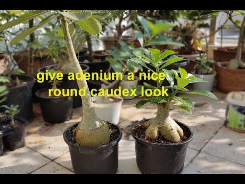 give ADENIUM caudex a round shape ,by step by step method. - YouTube