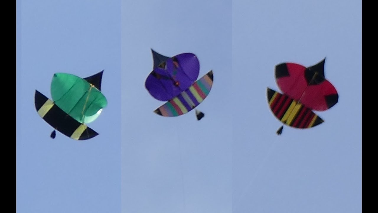 Patang Bazi in Canada ( Kite Fighting ) Kite Flying Pipa Combate - YouTube