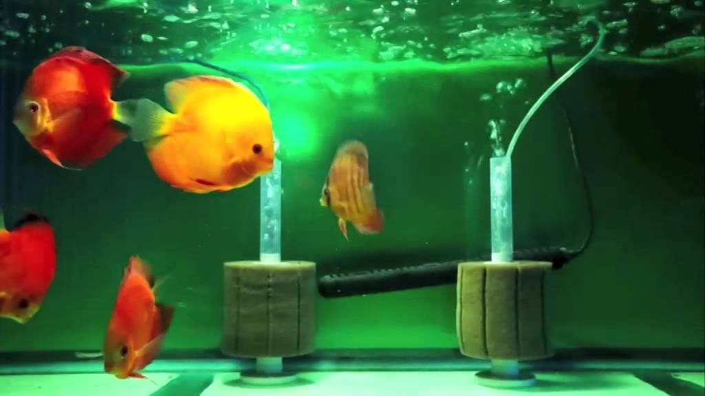 Discus Fish: Rose x Red, BFG x San Merah, & Yellow Diamond. - YouTube