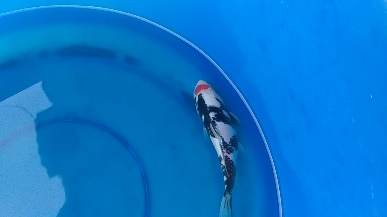 One of my favourite Koi "Heart Symbol" ️ - YouTube