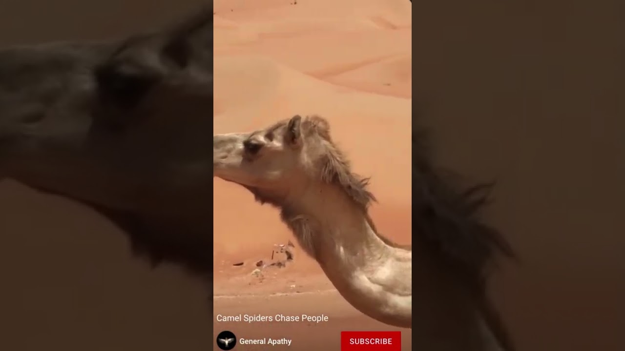 “Yes, camel spiders do chase people” 💀 - YouTube