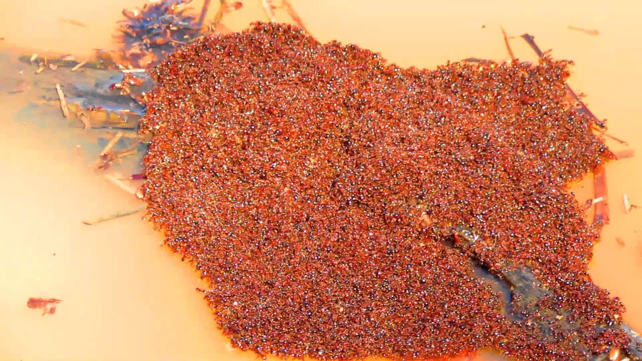 Red Ant Life Raft - YouTube