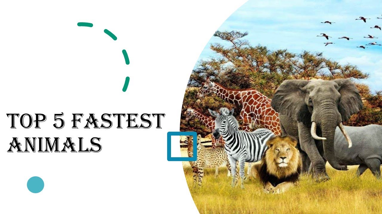 Top 5 Fast Running Animals - YouTube