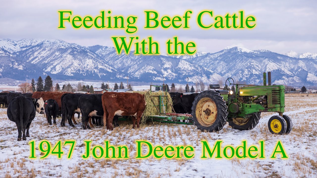 Feeding Beef Cattle with the 1947 John Deere Model A, Fall 2022 - YouTube