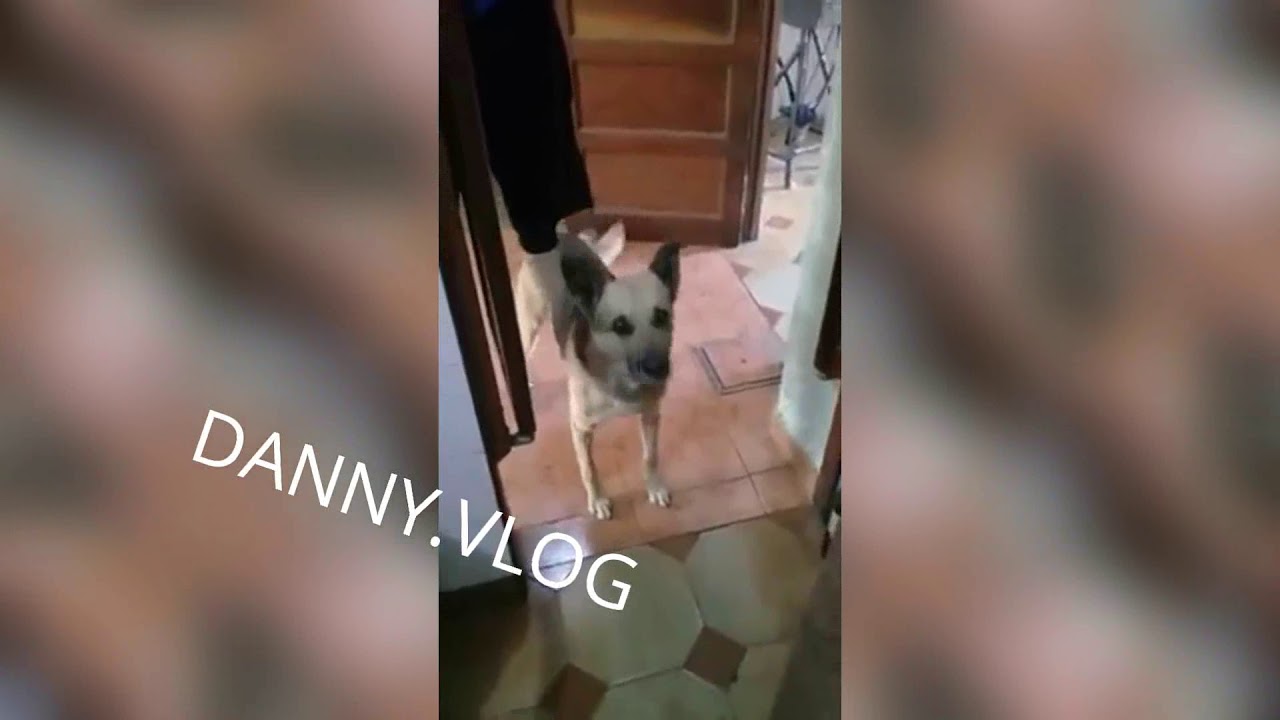 perro escucha las preguntas de su amo y tiene insólita reacción - YouTube